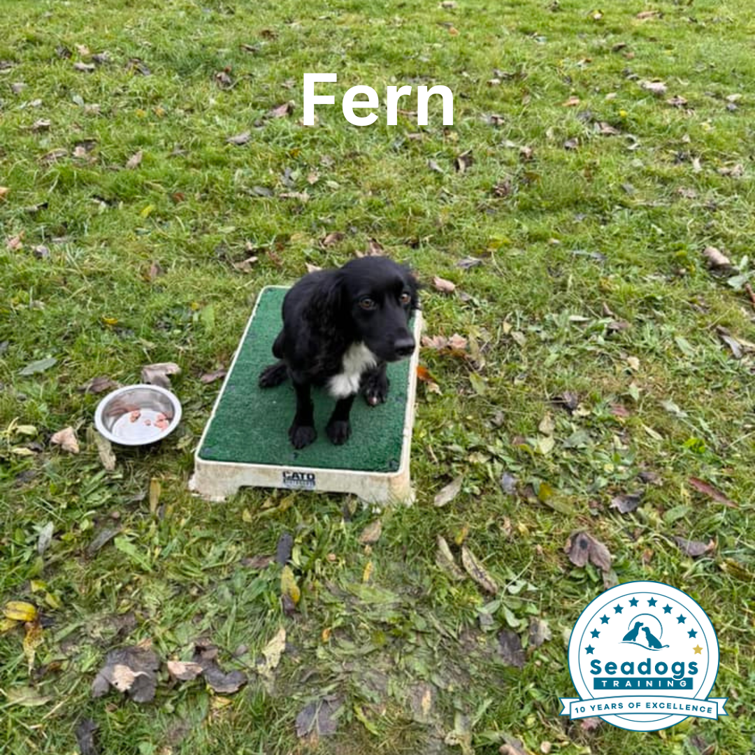 Unveiling the Journey of Fern: A 2.5-Year-Old Working Cocker Spaniel’s ...