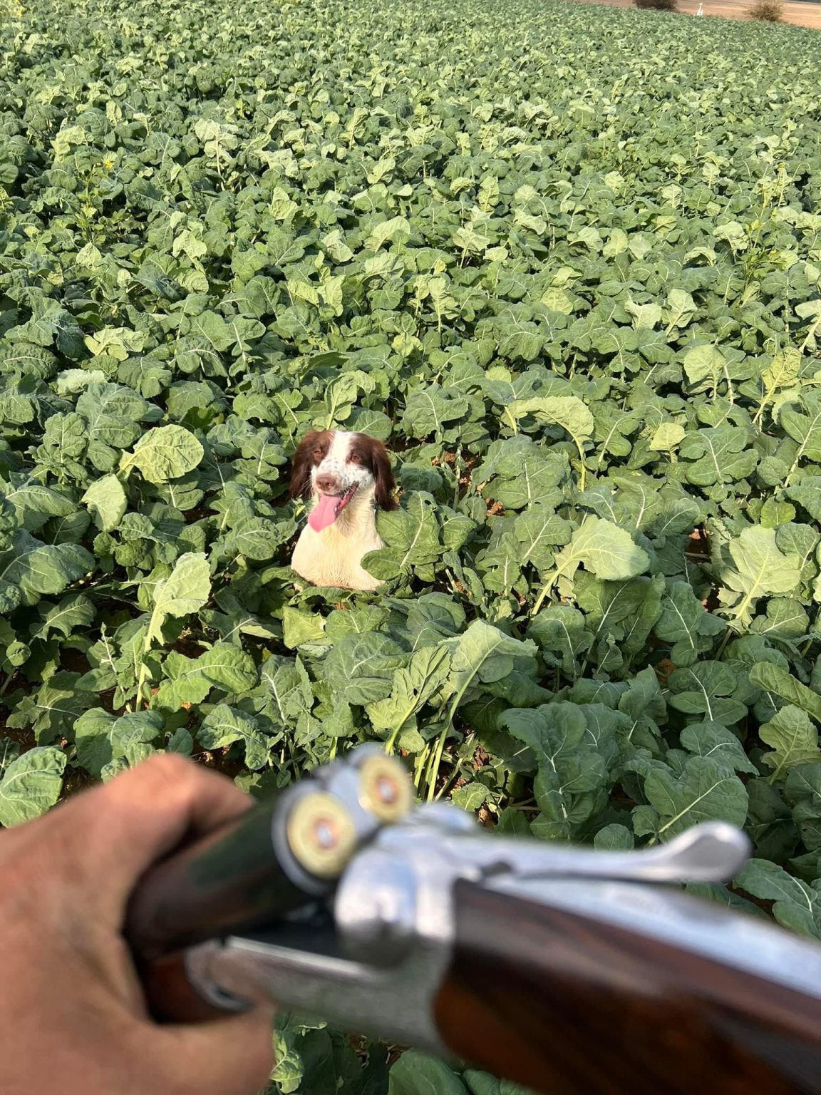 The Role of a Walked-Up Shooting Dog: An Essential Companion for Upland ...
