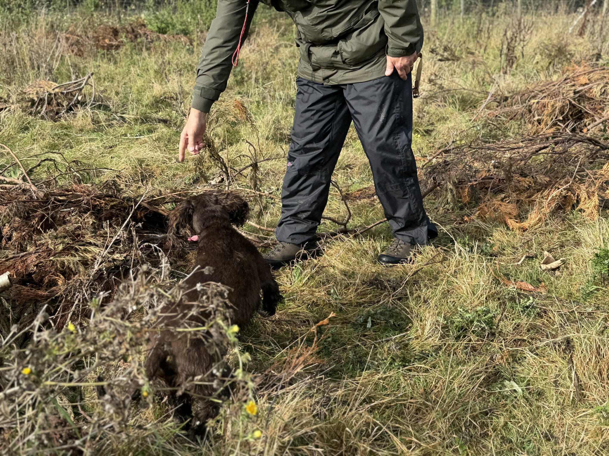 The Role of a Beating Dog: Essential Partners in Driven Game Shooting ...